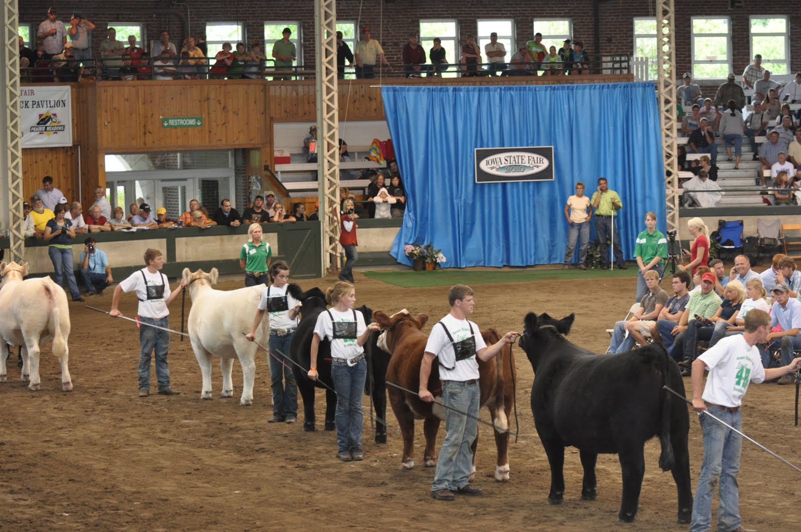Iowa State Fair Grand Heifer Drive | Matt Lautner Cattle